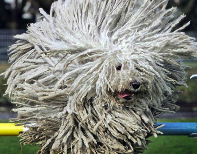 Puli, el perro pompón :: Escuela de peluquería canina, Mónica Gómez