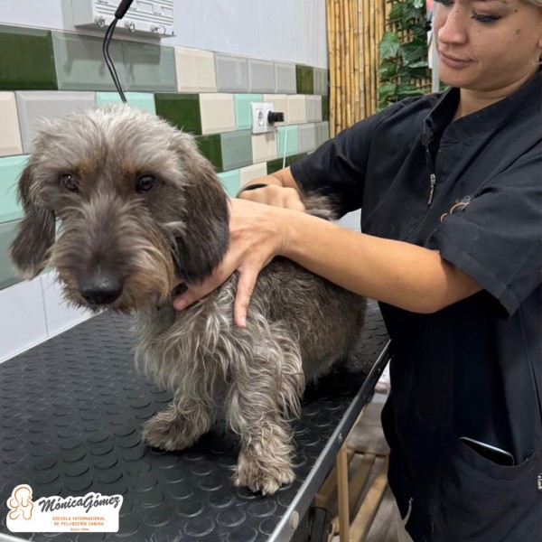 La importancia del cepillado regular en los perros para profesionales ...