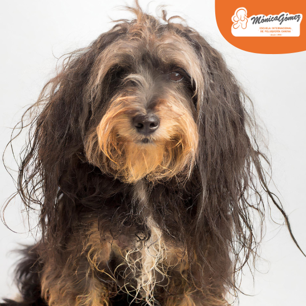 Qué Puede Causar Altos Niveles De Alt En Los Perros