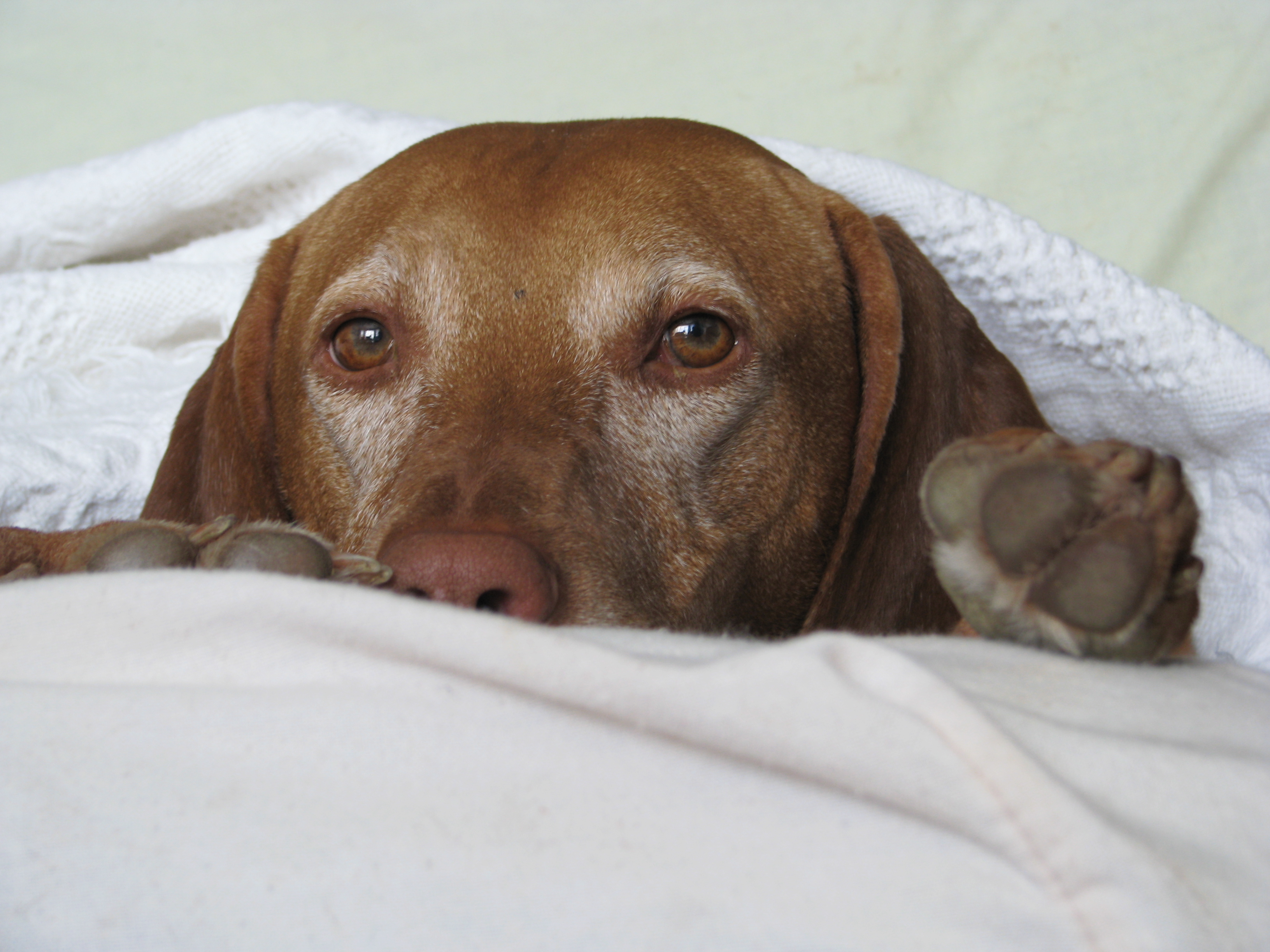 Etología Canina: El comportamiento de nuestros perros :: Escuela de ...