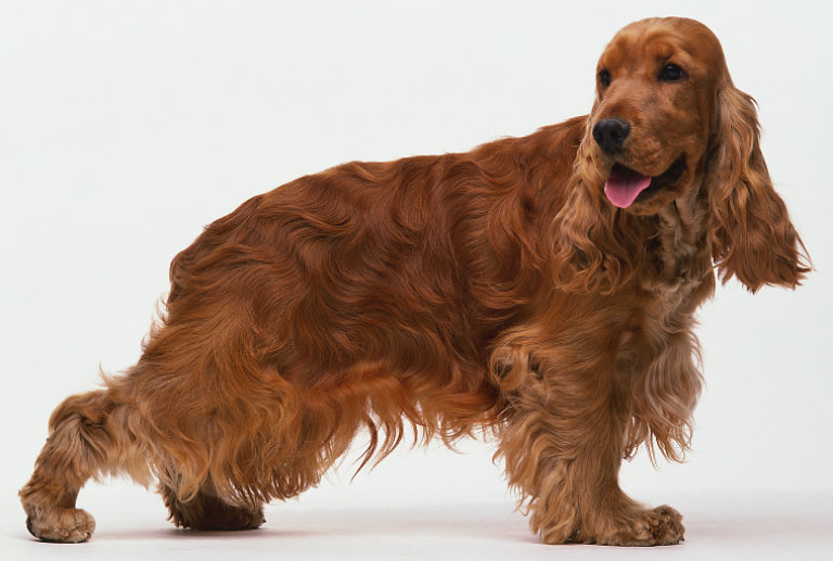 Razas y cuidados: el Cocker Spaniel :: Escuela de peluquería canina ...
