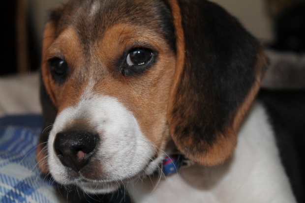 Los Beagles Necesitan Cortes De Pelo